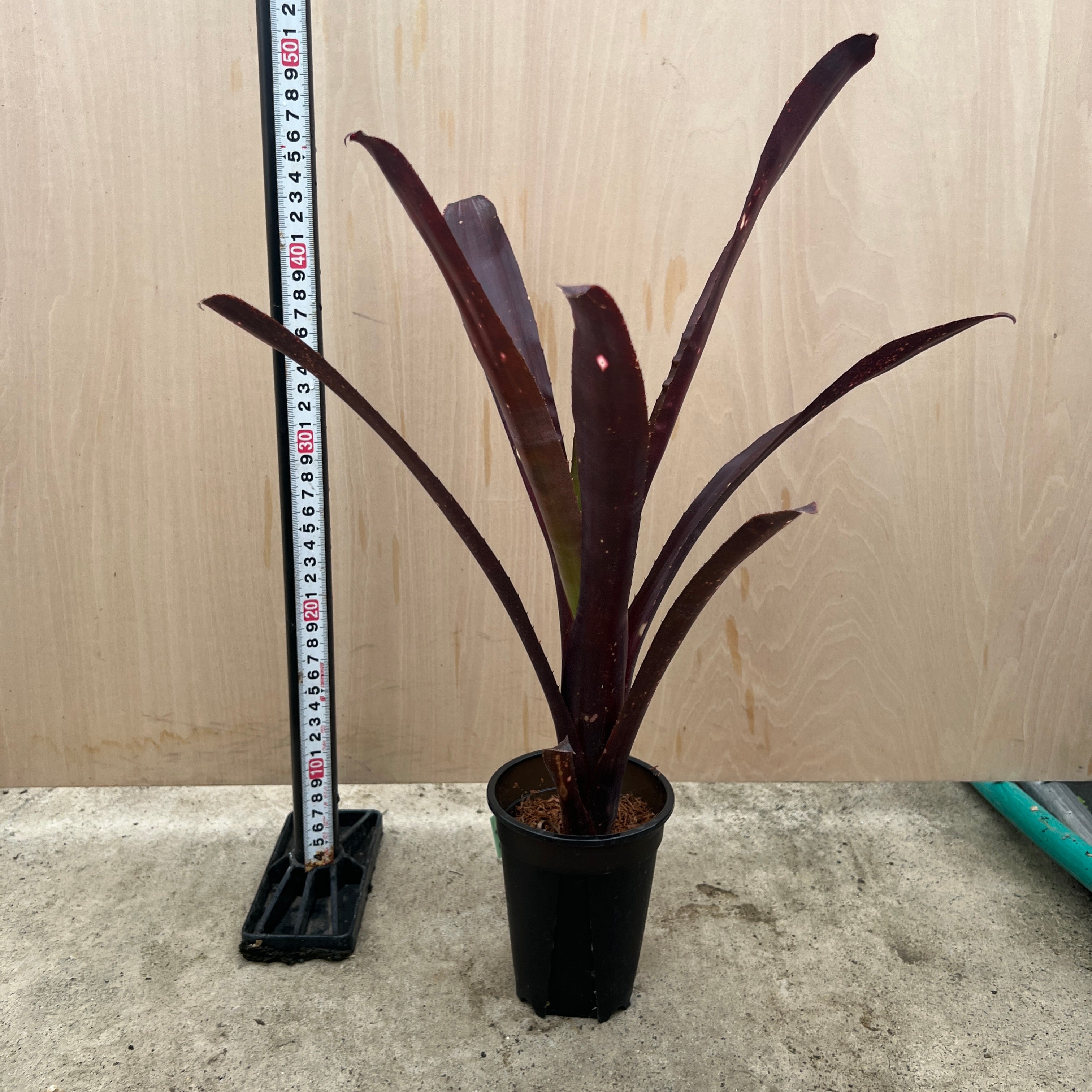 No.21046 ビルベルギア 3号鉢 – 植物家族