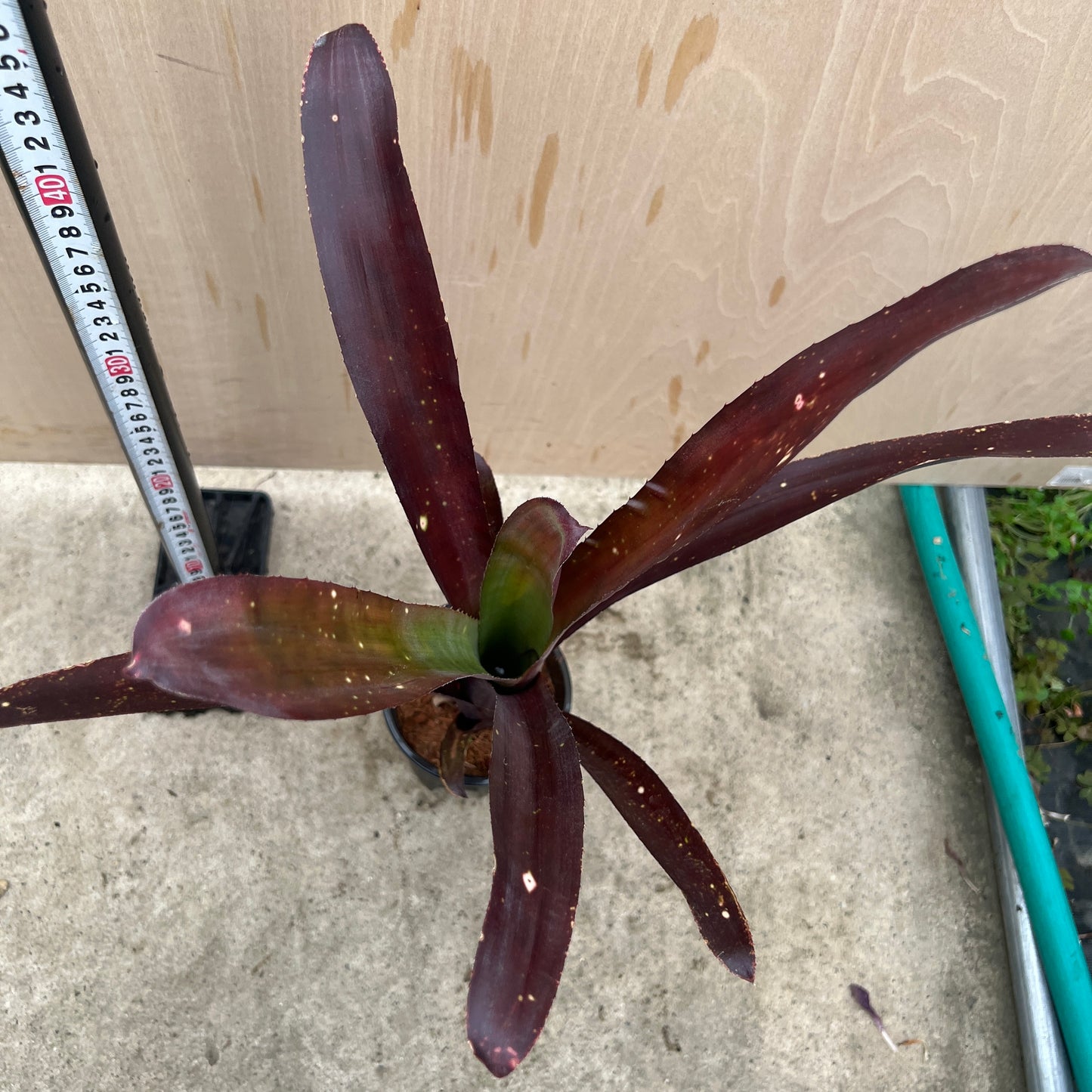 No.21046 ビルベルギア 3号鉢 – 植物家族